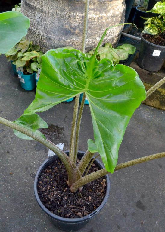 Alocasia - Stingray - Guildford Garden Centre