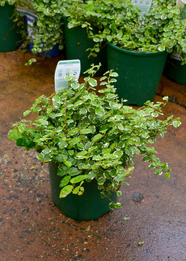 Ficus - Climbing Fig - Icecaps - Guildford Garden Centre