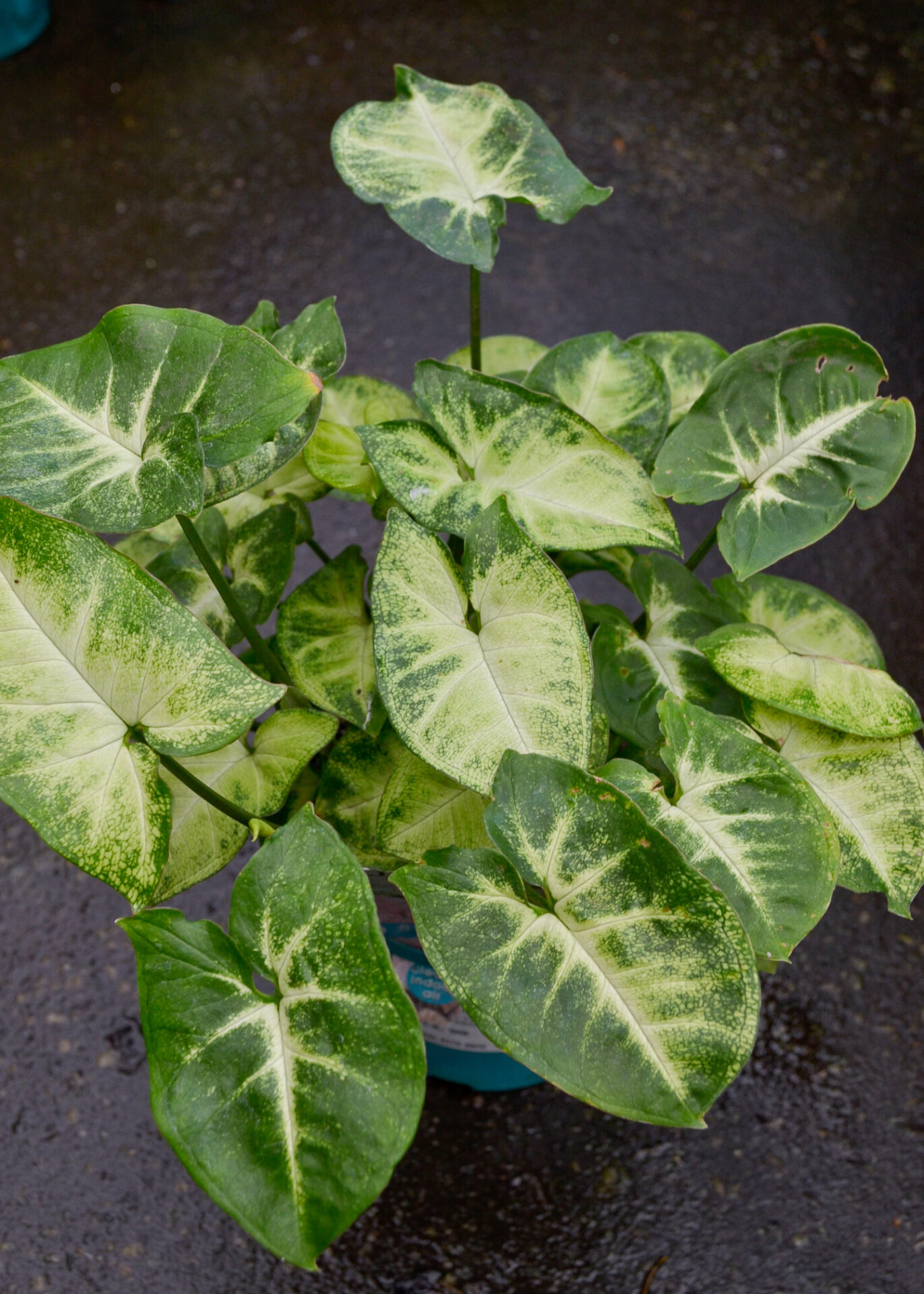 Syngonium - Pixie - Guildford Garden Centre