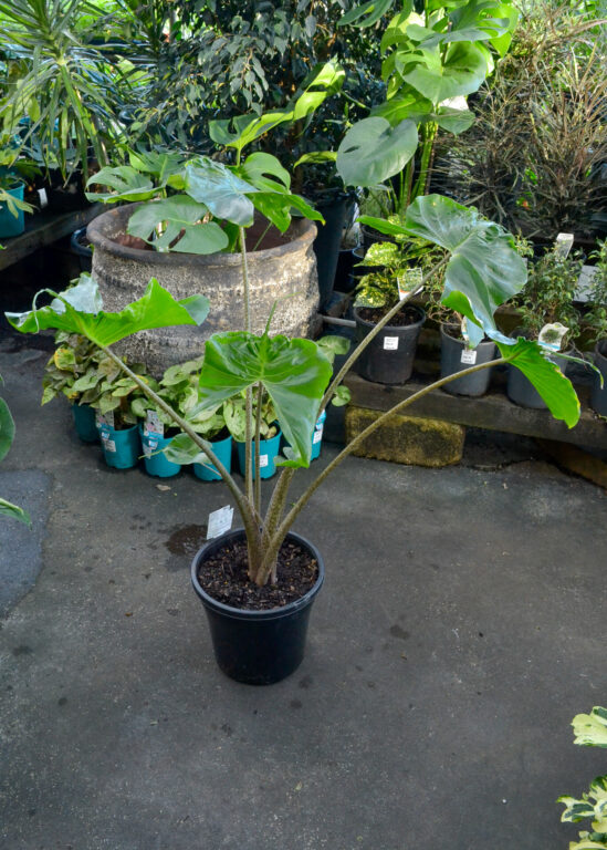 Alocasia - Stingray - Guildford Garden Centre