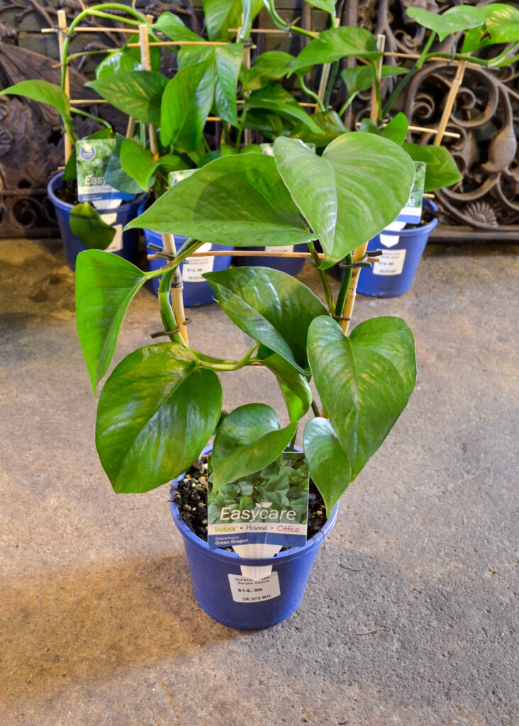 Epipremnum - Green Dragon - Guildford Garden Centre