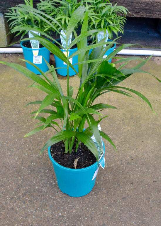 Chamaedorea - Cascade Palm - Guildford Garden Centre
