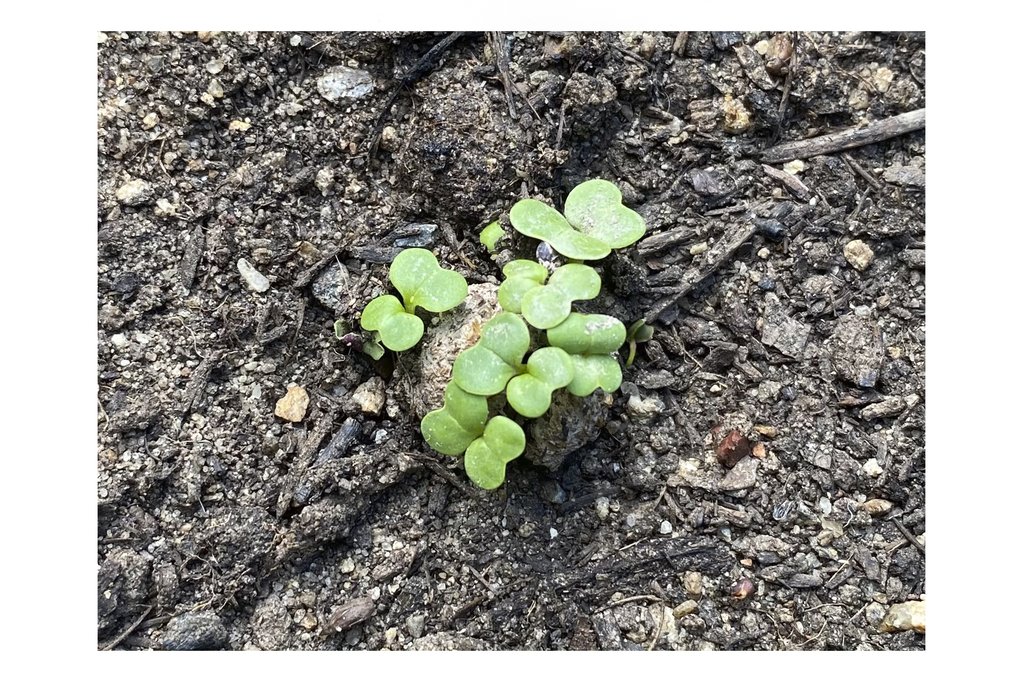Seed Balls - Tin of 24 - Guildford Garden Centre