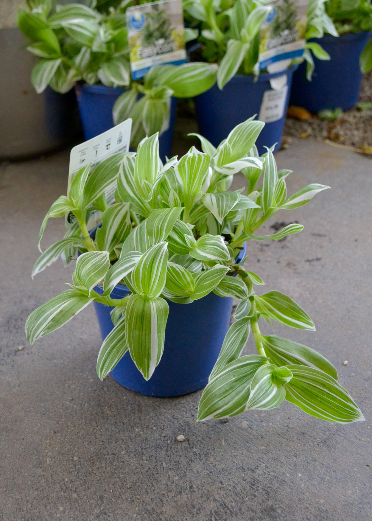 Tradescantia - Quicksilver - Guildford Garden Centre