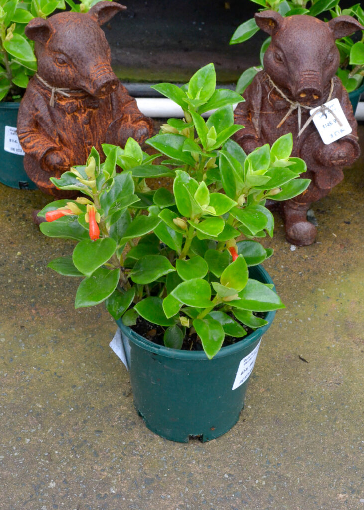 Nematanthus fissus - Flying Goldfish - Guildford Garden Centre