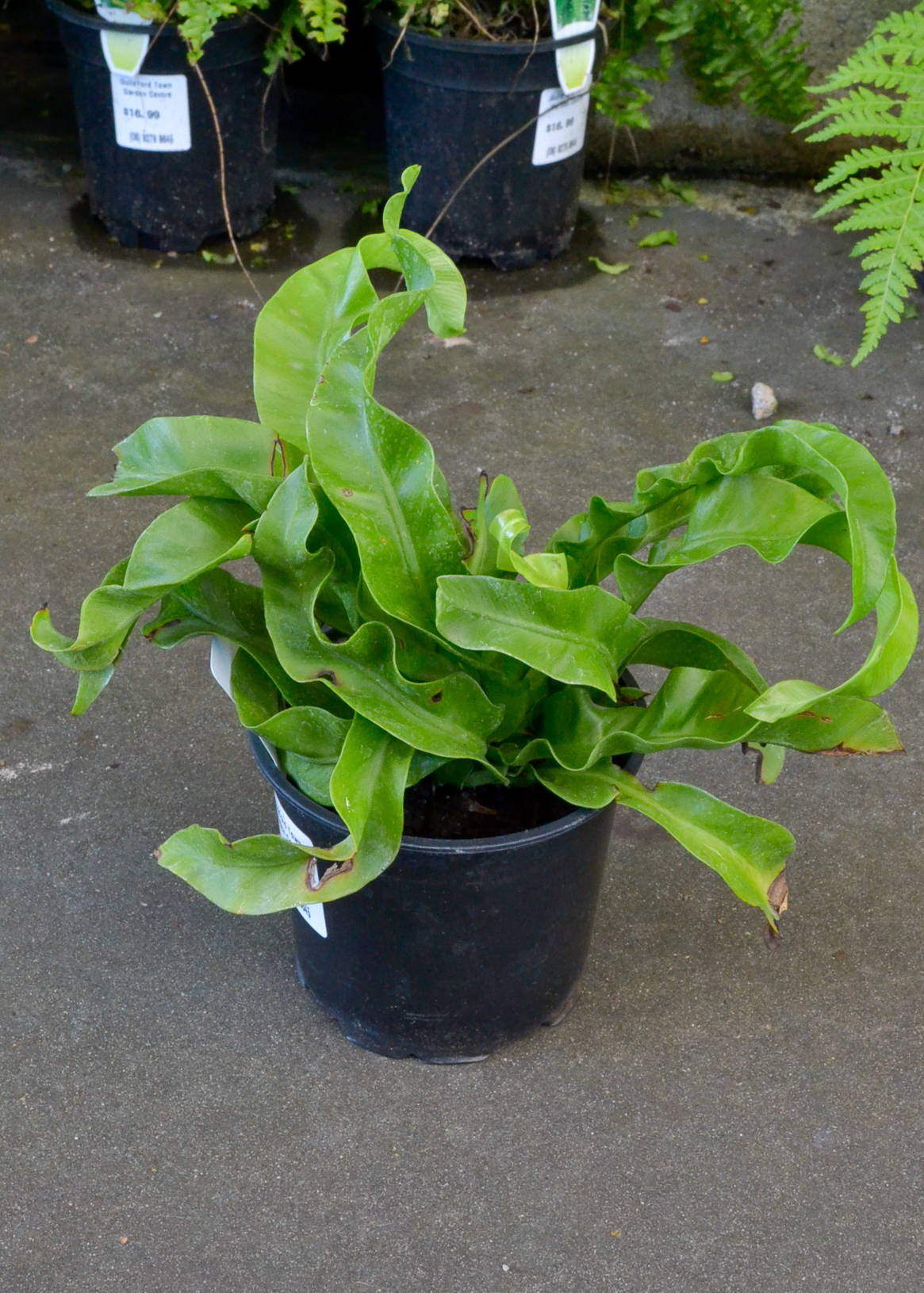 Asplenium - Bird's Nest Fern - Hurricane - Guildford Garden Centre