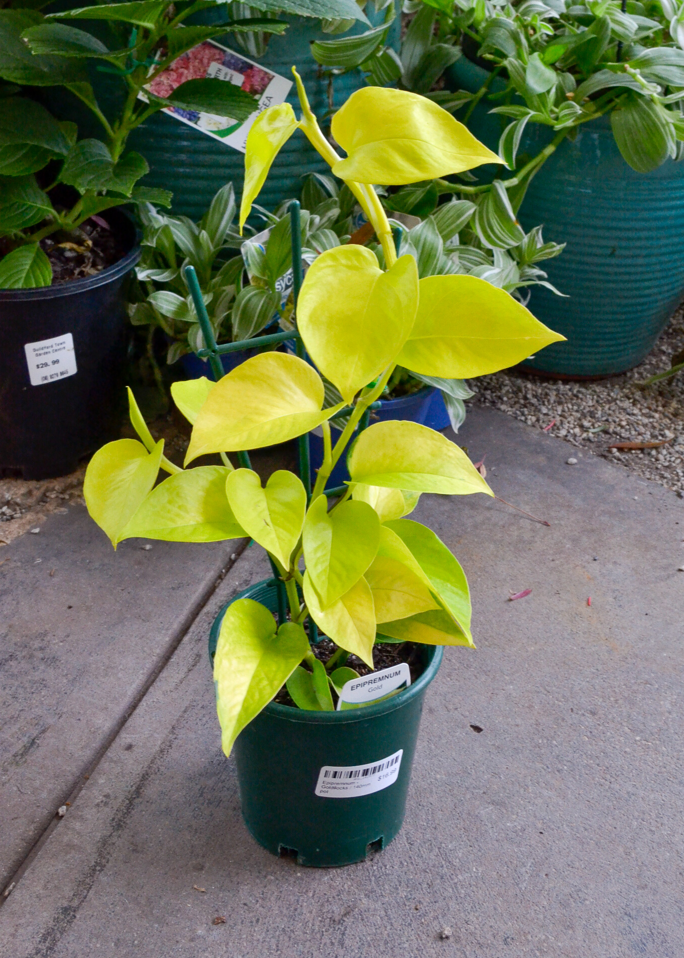Epipremnum - Goldilocks - Guildford Garden Centre