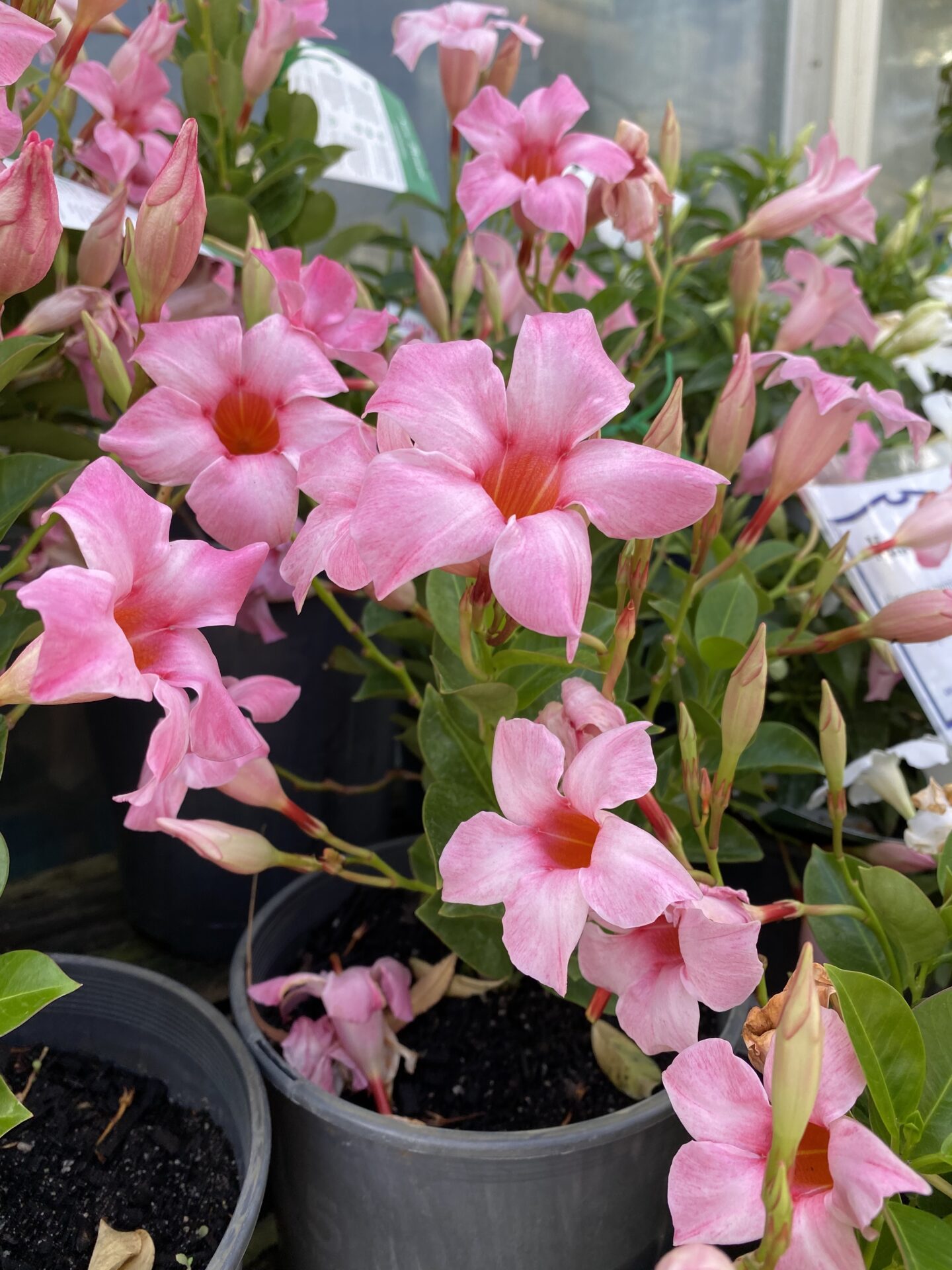 Mandevilla - Classic Cream Pink - Guildford Garden Centre