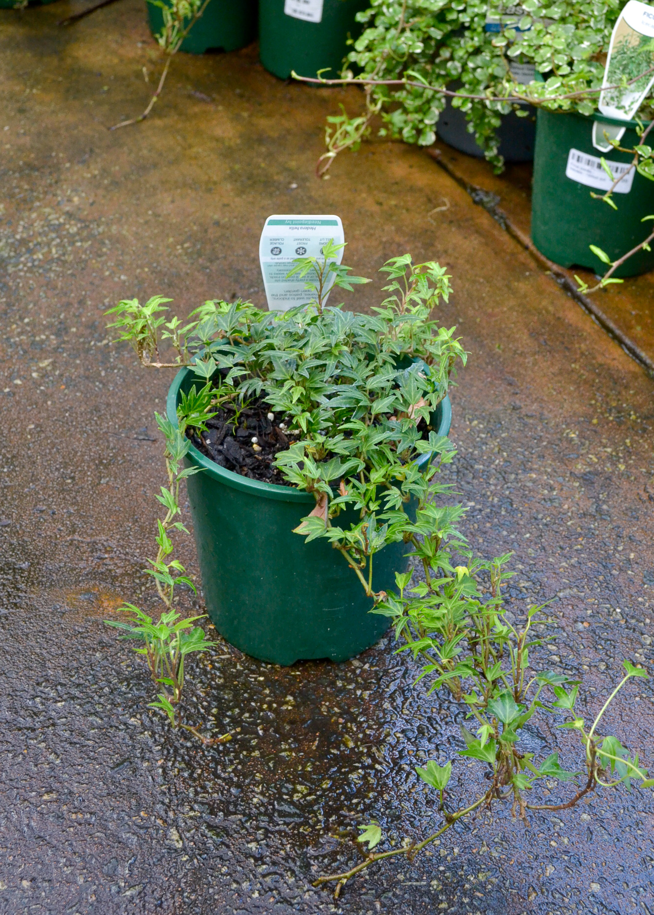 Ivy - Needle Point - Guildford Garden Centre