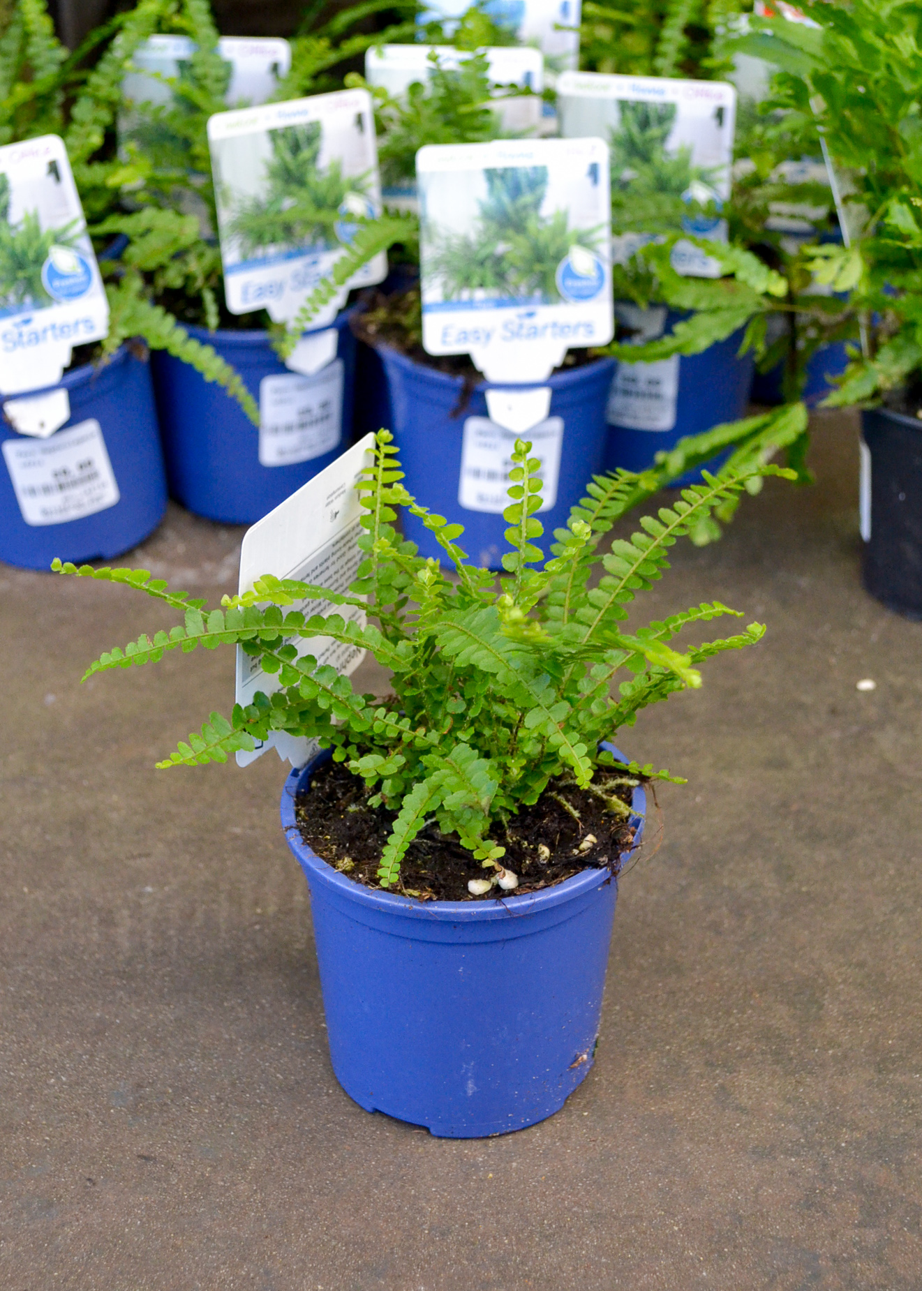 Fern - Nephrolepis Duffii - Guildford Garden Centre