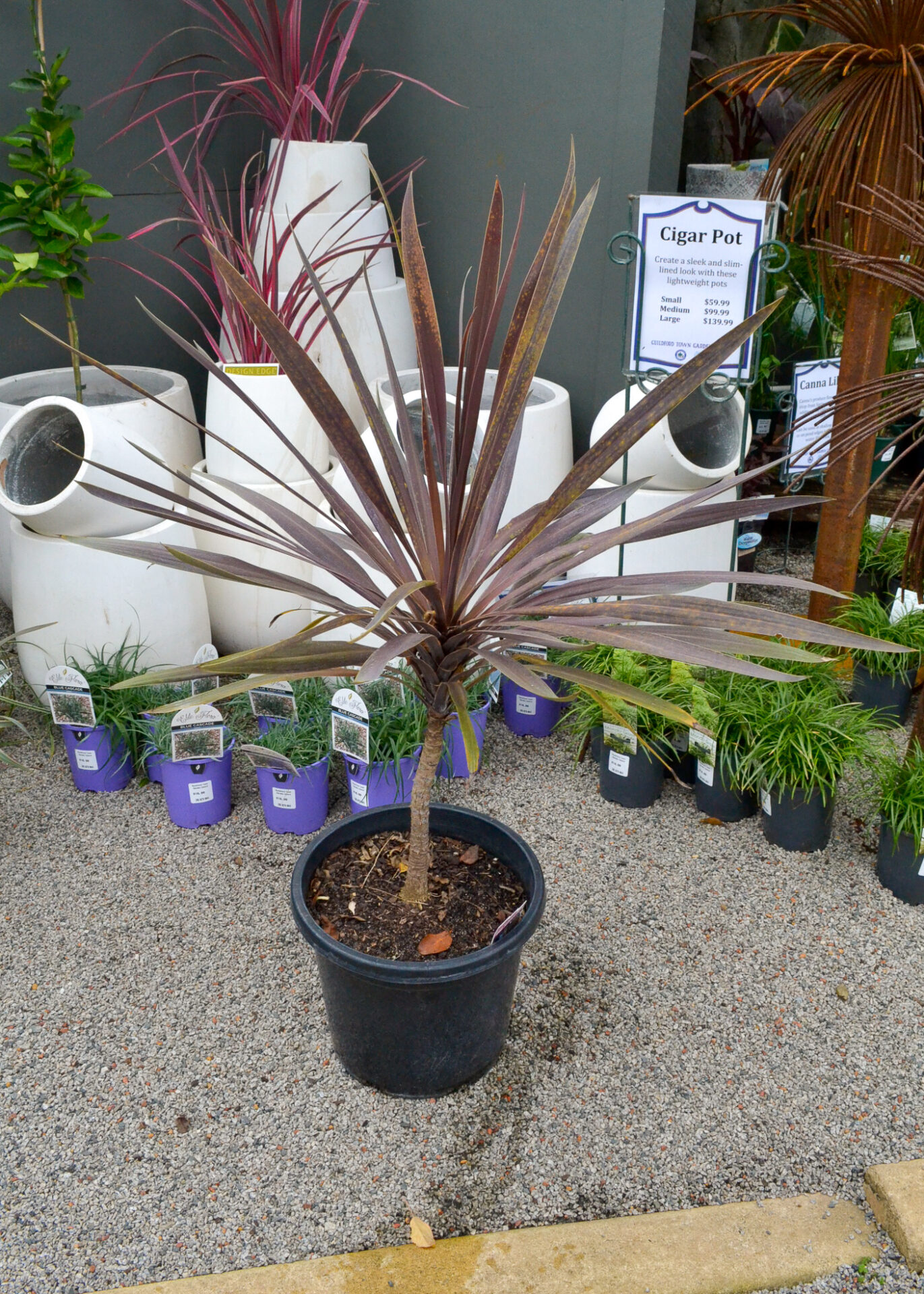 Cordyline - Red Sensation - Guildford Garden Centre