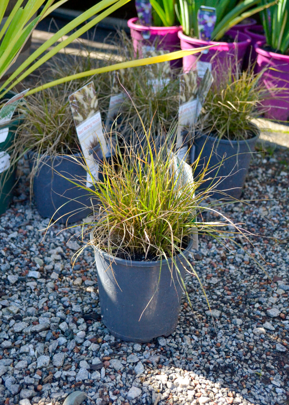 Pennisetum - Fountain Grass - Little Red Riding Hood - Guildford Garden ...