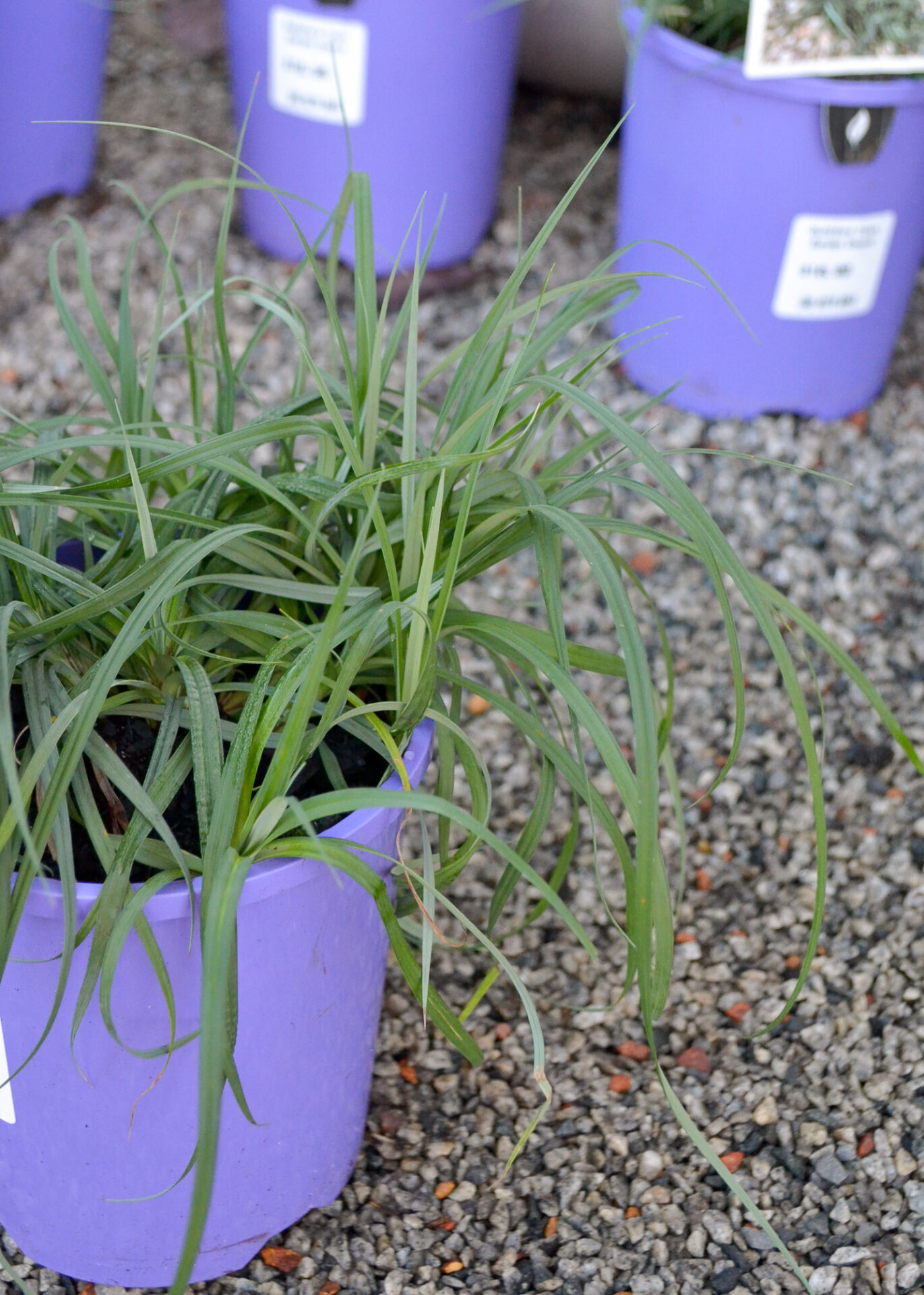 Carex - Blue Cascade - Guildford Garden Centre