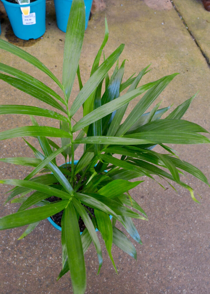 Chamaedorea - Cascade Palm - Guildford Garden Centre