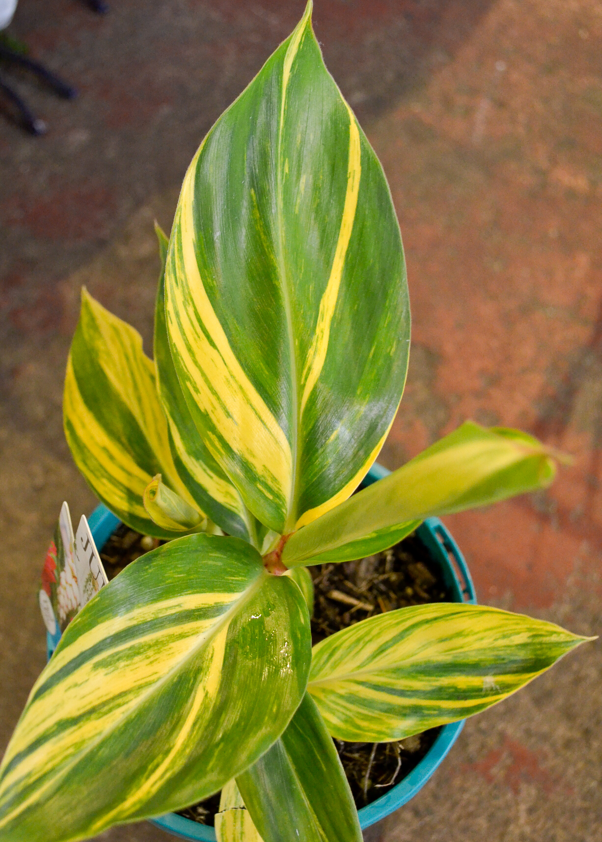 Alpinia zerumbet - Variegated Shell Ginger - Guildford Garden Centre