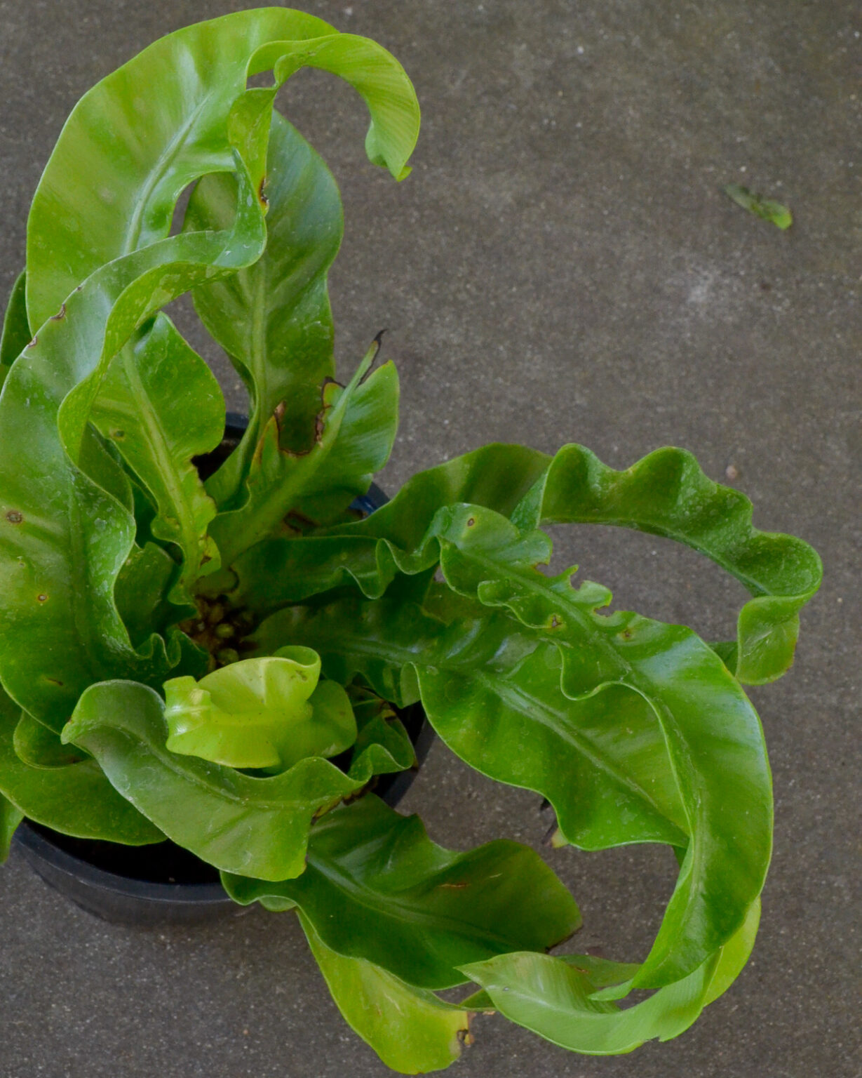 Asplenium - Bird's Nest Fern - Hurricane - Guildford Garden Centre