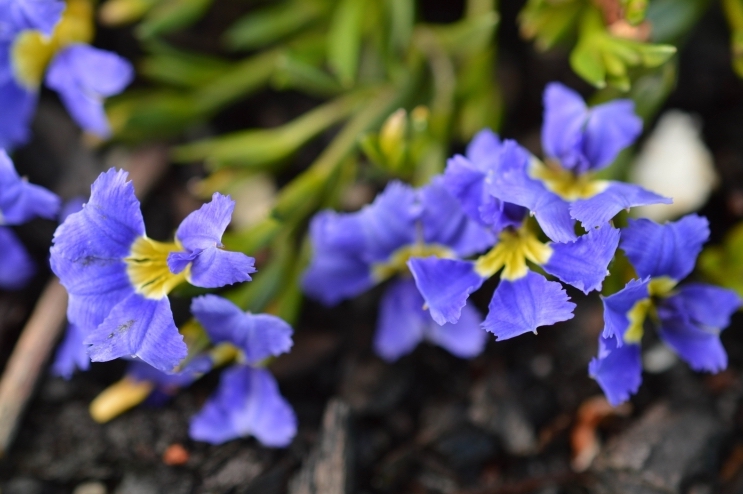 Dampiera diversifolia - Guildford Garden Centre