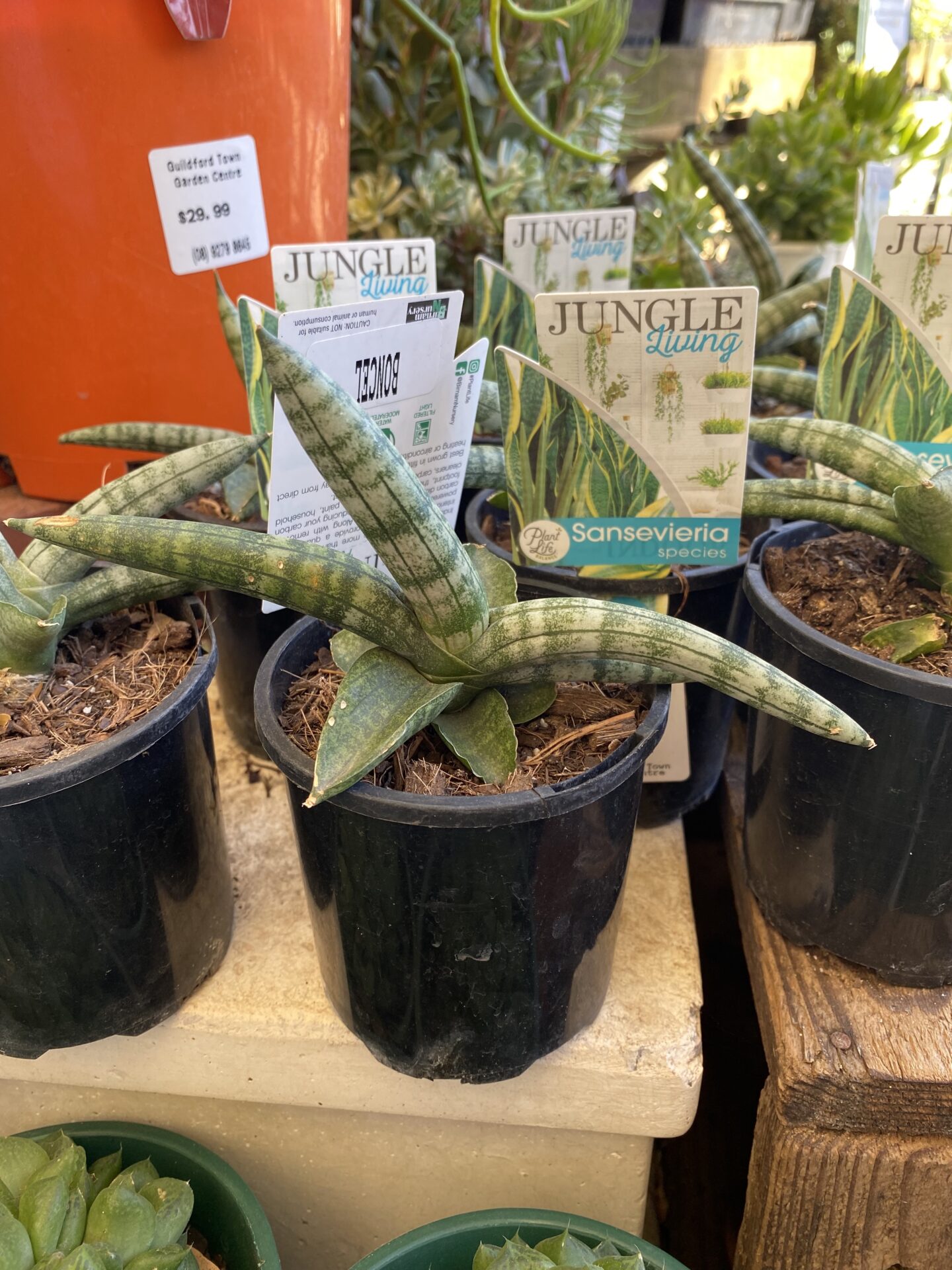 Sansevieria - Boncel - Guildford Garden Centre