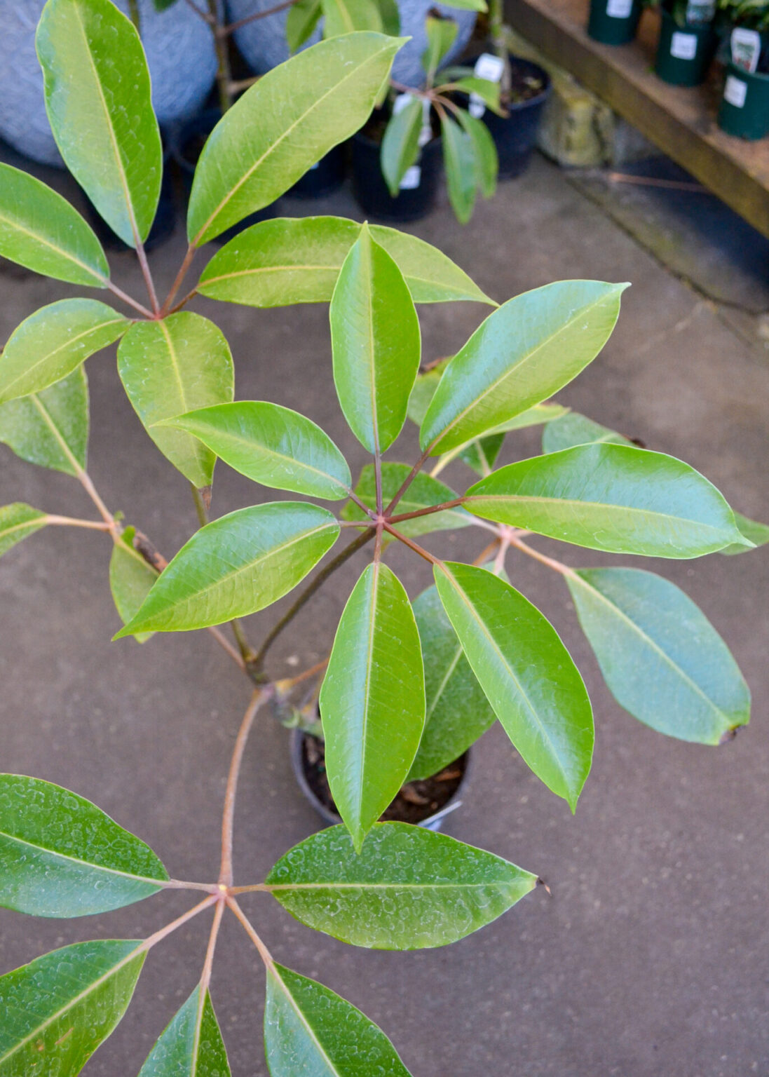 Tupidanthus (Syn. Schefflera pueckleri) - Umbrella Tree - Guildford Garden Centre