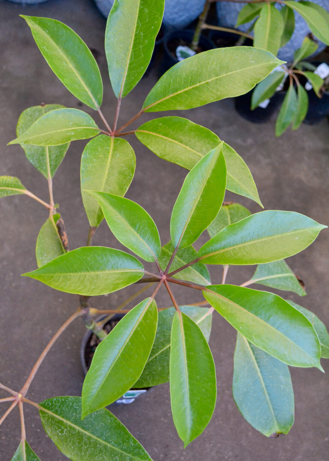 Tupidanthus (Syn. Schefflera pueckleri) - Umbrella Tree - Guildford Garden Centre