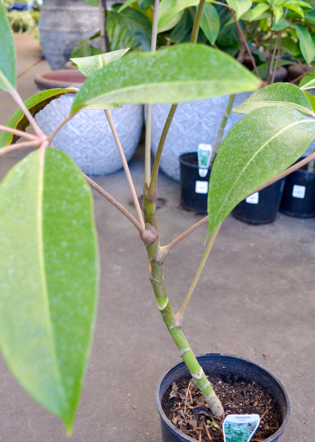 Tupidanthus (Syn. Schefflera pueckleri) - Umbrella Tree - Guildford ...