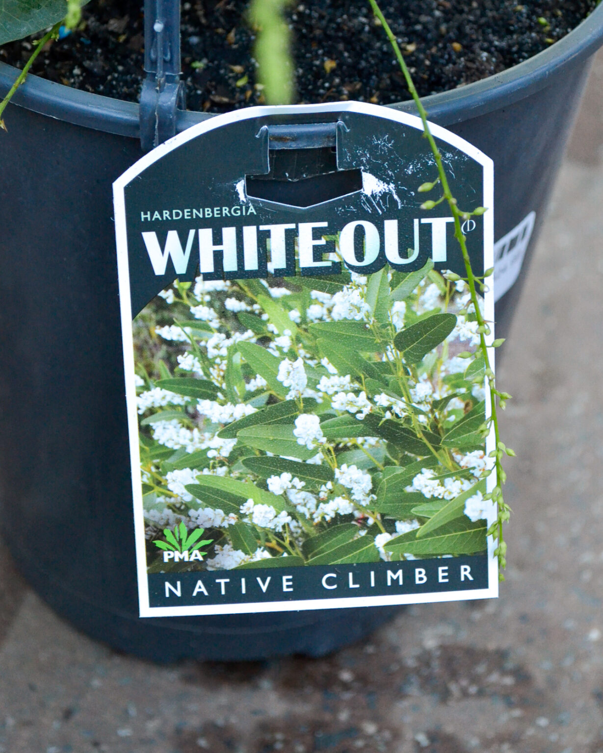 Hardenbergia - White Out - Guildford Garden Centre