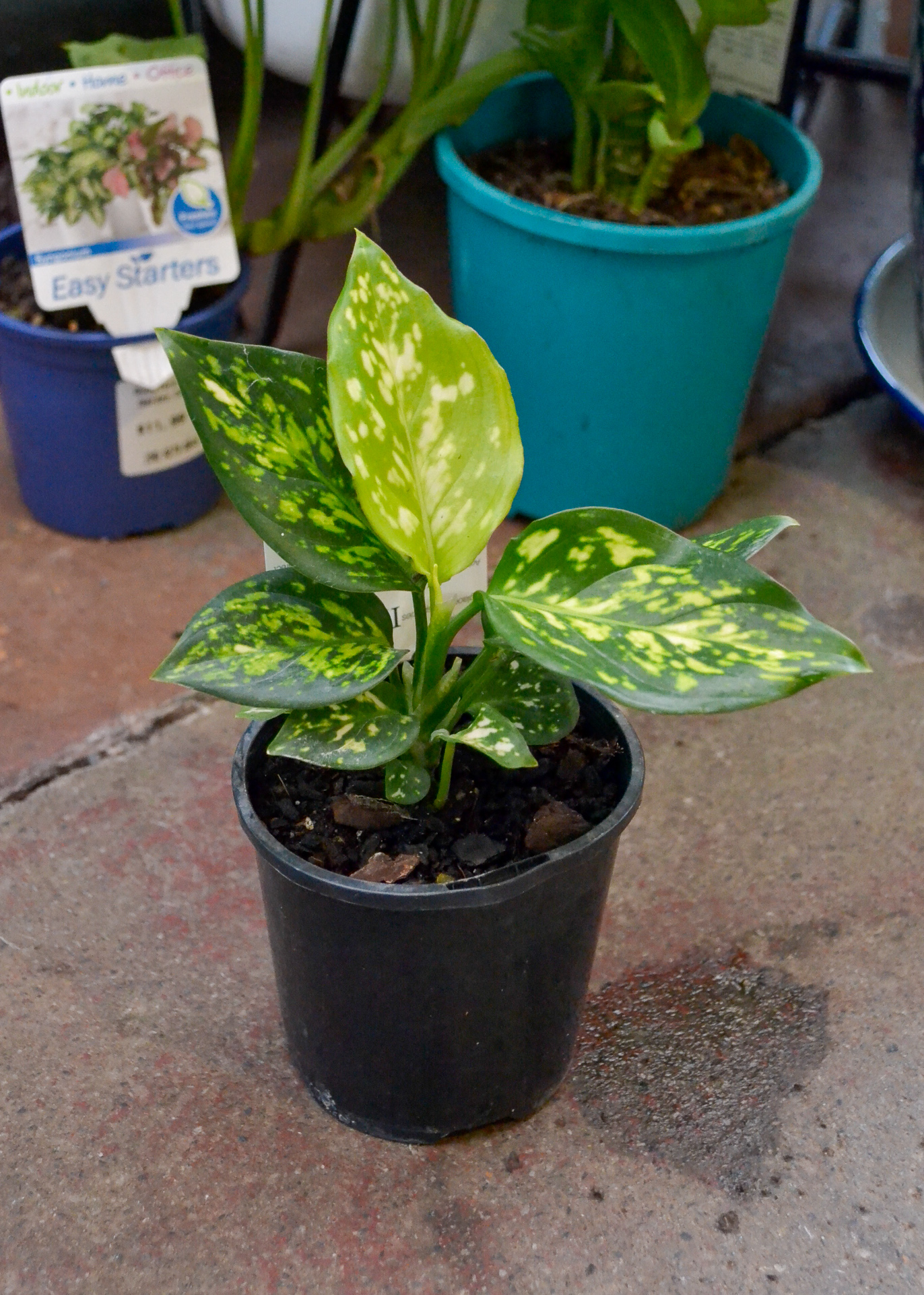 Aglaonema - Eileen - Guildford Garden Centre