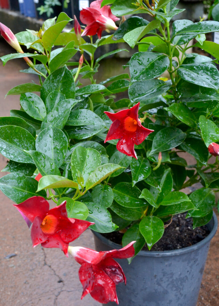 Mandevilla - Classic Dark Red - Guildford Garden Centre