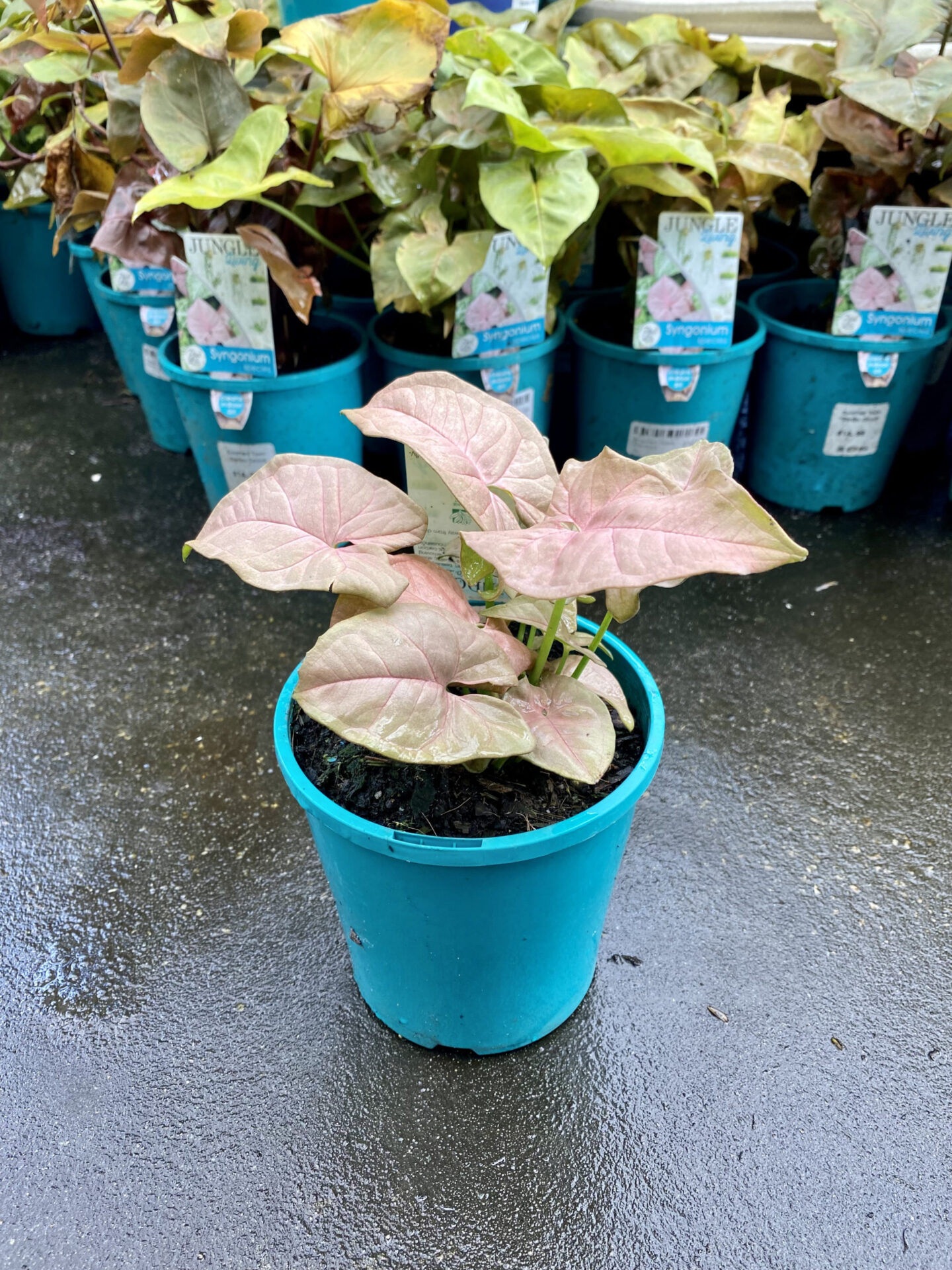Syngonium - Red Heart - Guildford Garden Centre