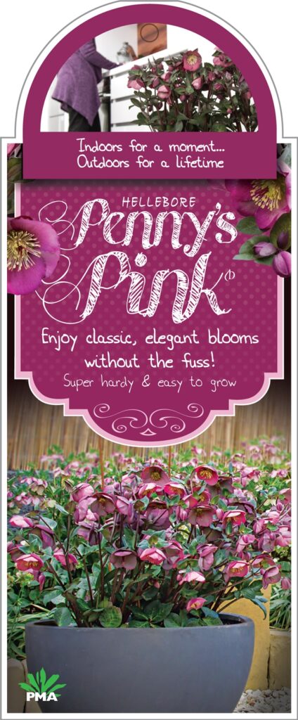 Hellebore - Penny's Pink - Guildford Garden Centre