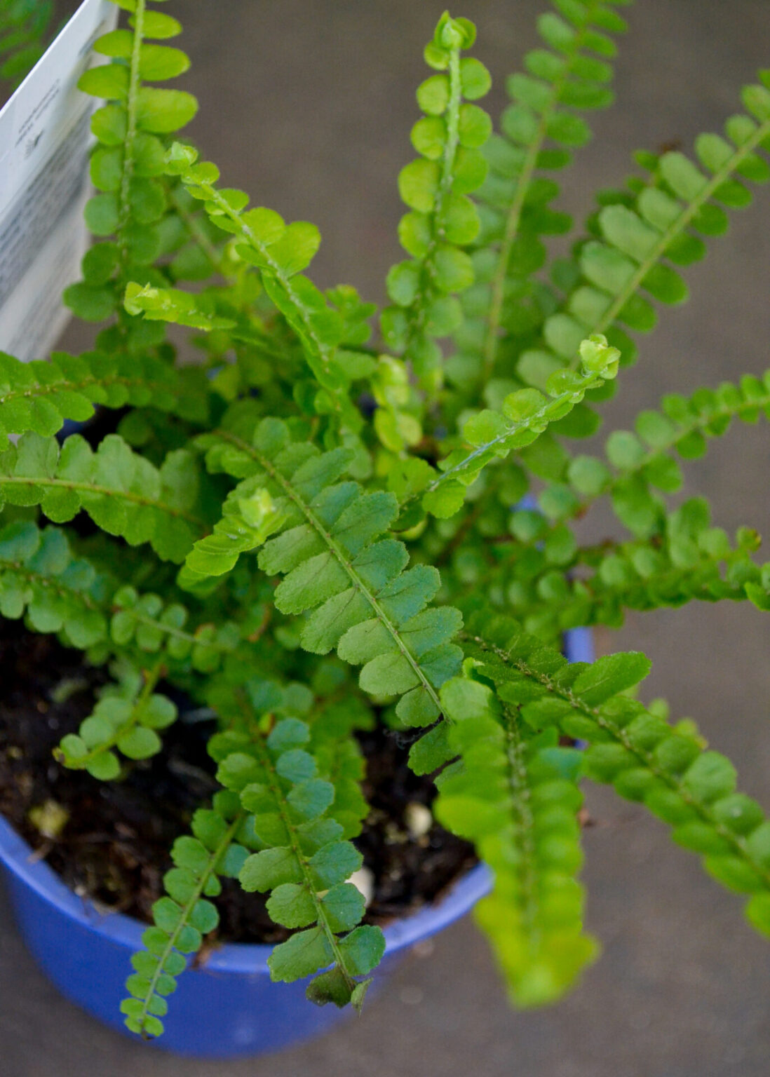 Fern - Nephrolepis Duffii - Guildford Garden Centre