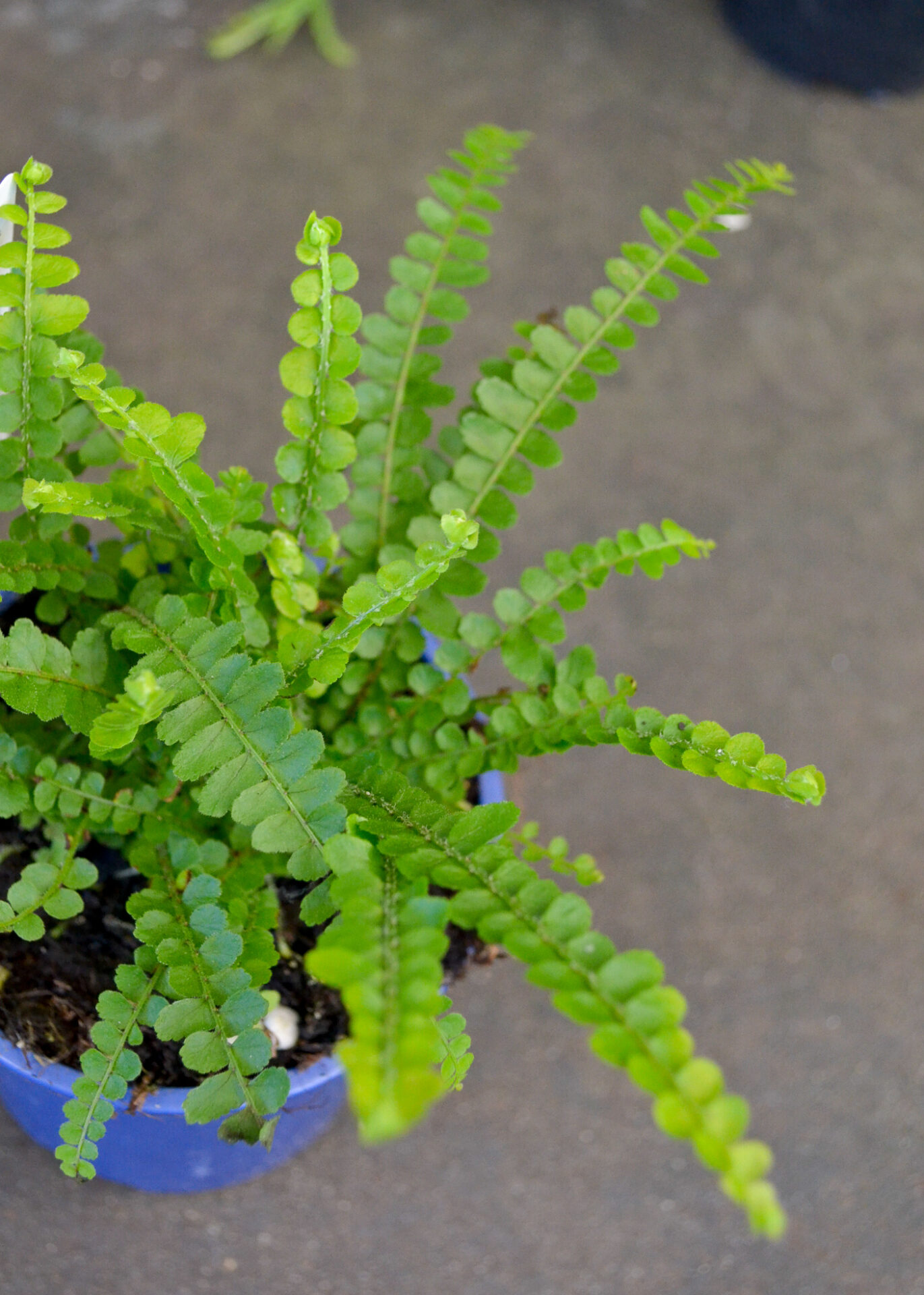 Fern - Nephrolepis Duffii - Guildford Garden Centre