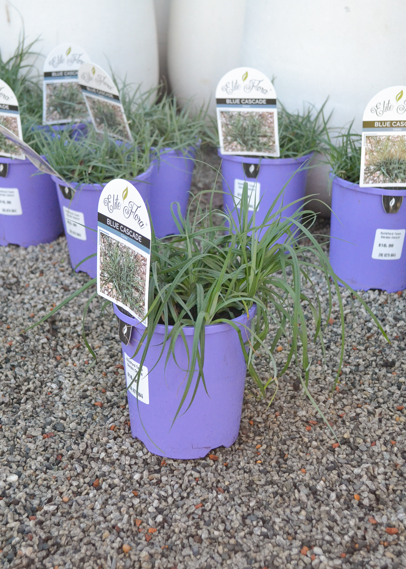 Carex - Blue Cascade - Guildford Garden Centre