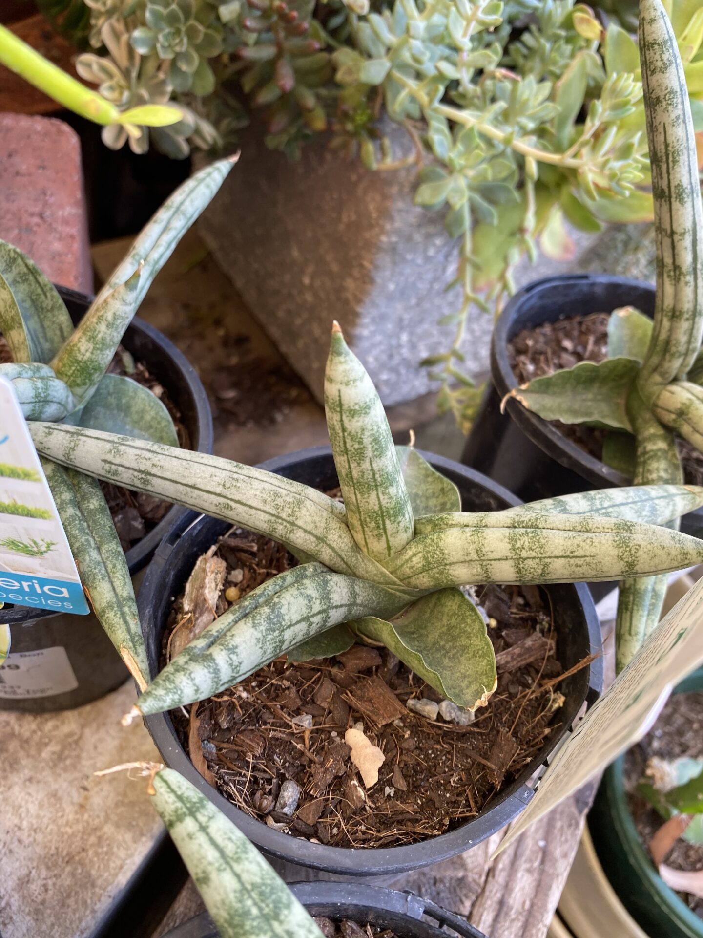 Sansevieria - Boncel - Guildford Garden Centre