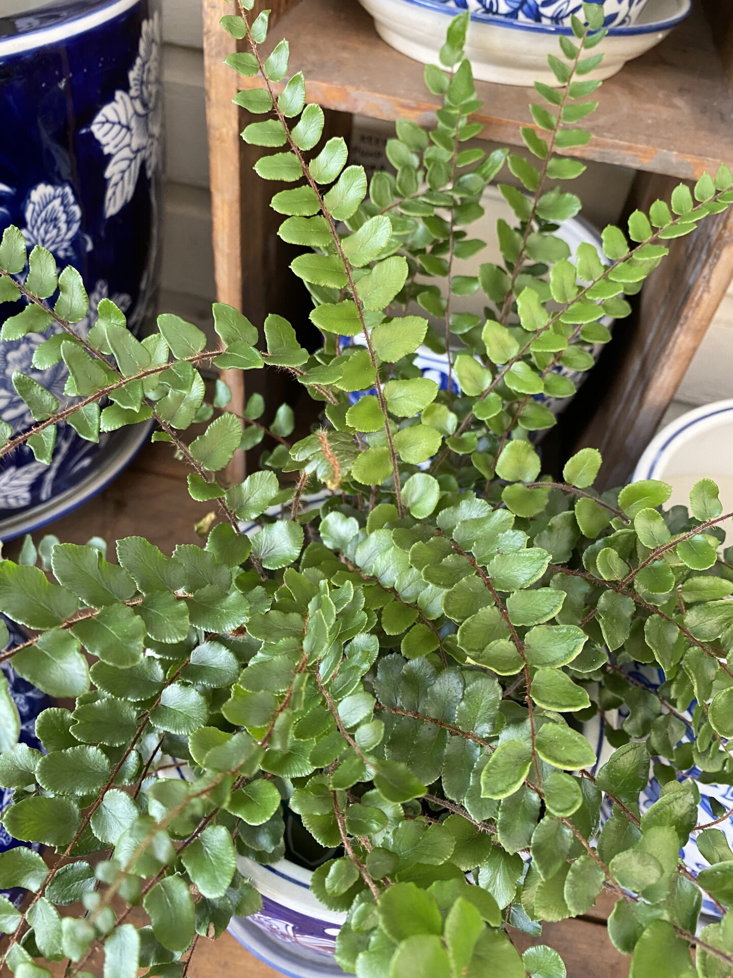 Pellaea - Button Fern - Guildford Garden Centre