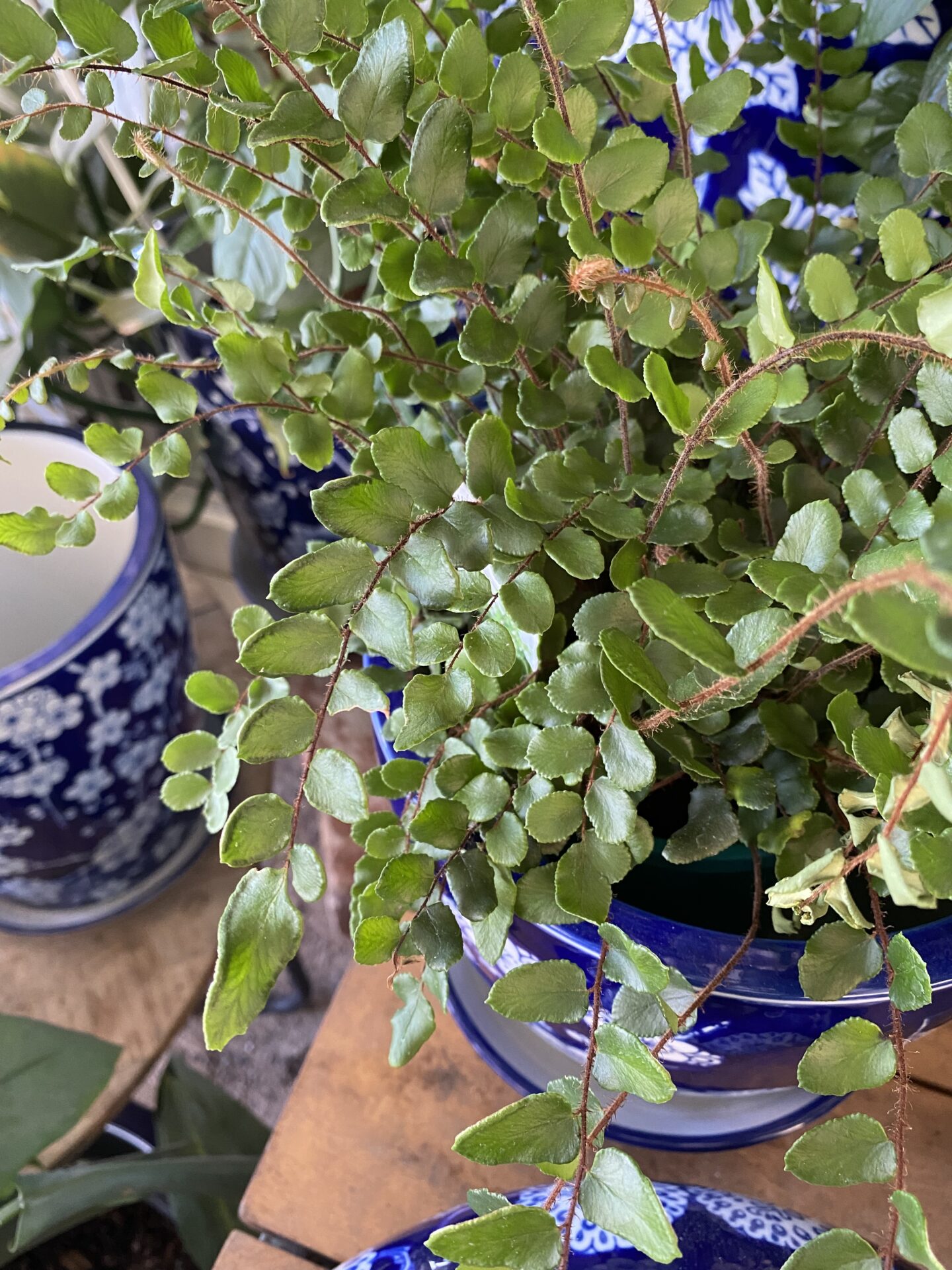 Pellaea - Button Fern - Guildford Garden Centre