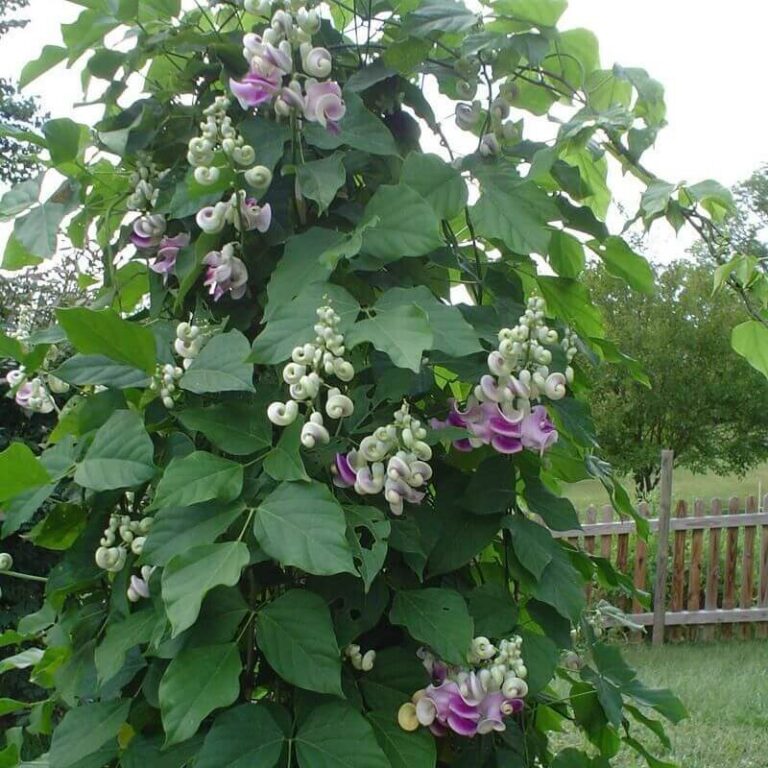 Vigna - Snail Vine - Guildford Garden Centre