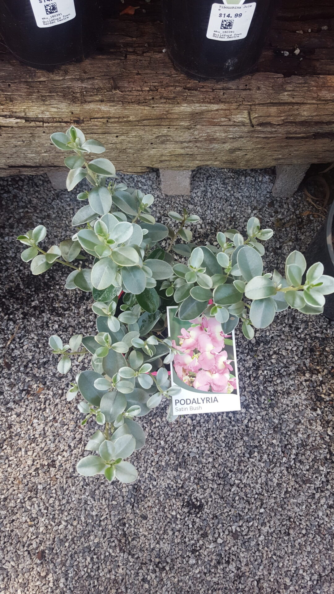 Satin Bush - Guildford Garden Centre