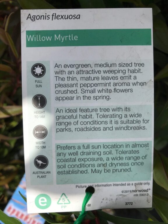 Agonis - Peppermint Tree - Guildford Garden Centre