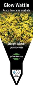 Acacia lasiocarpa - Prostrate Glow Wattle - Guildford Garden Centre
