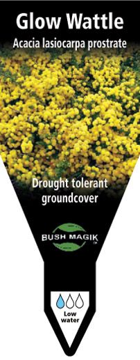 Acacia lasiocarpa - Prostrate Glow Wattle - Guildford Garden Centre