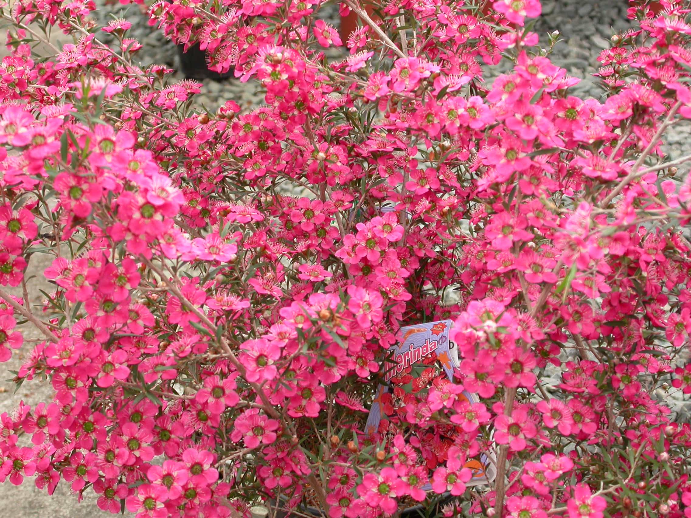Leptospermum - Merinda - Tea Tree - Guildford Garden Centre