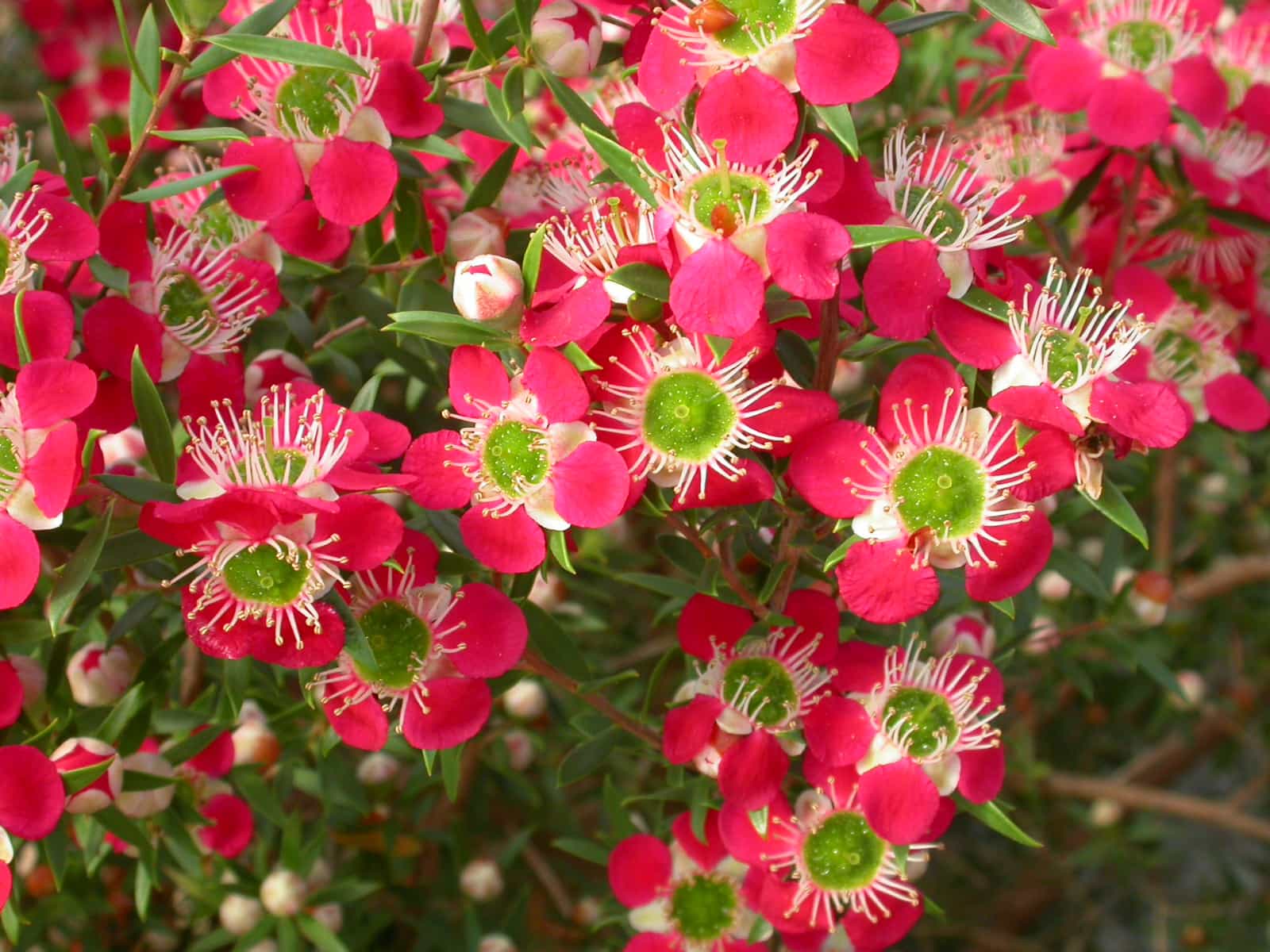 Leptospermum - Outrageous - Tea Tree - Guildford Garden Centre