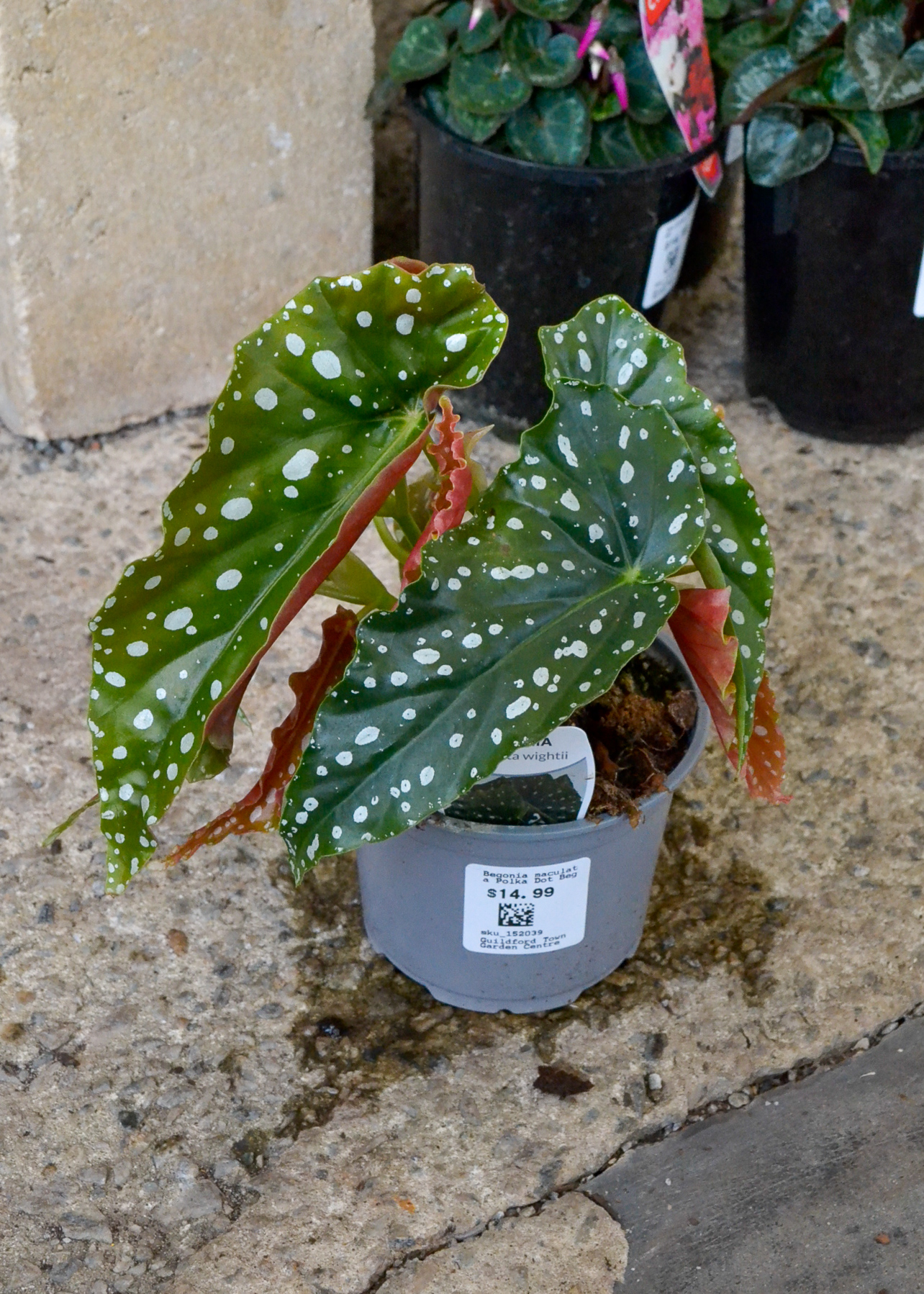 Begonia maculata - Polka Dot Begonia - Guildford Garden Centre