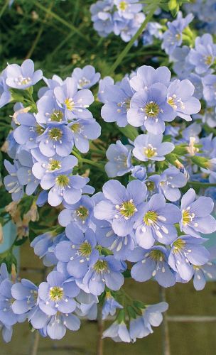 Polemonium - Blue Dove - Guildford Garden Centre
