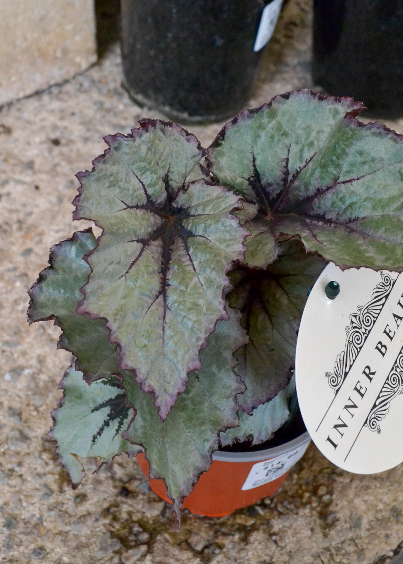 Begonia rex - Nordic Glacier - Guildford Garden Centre