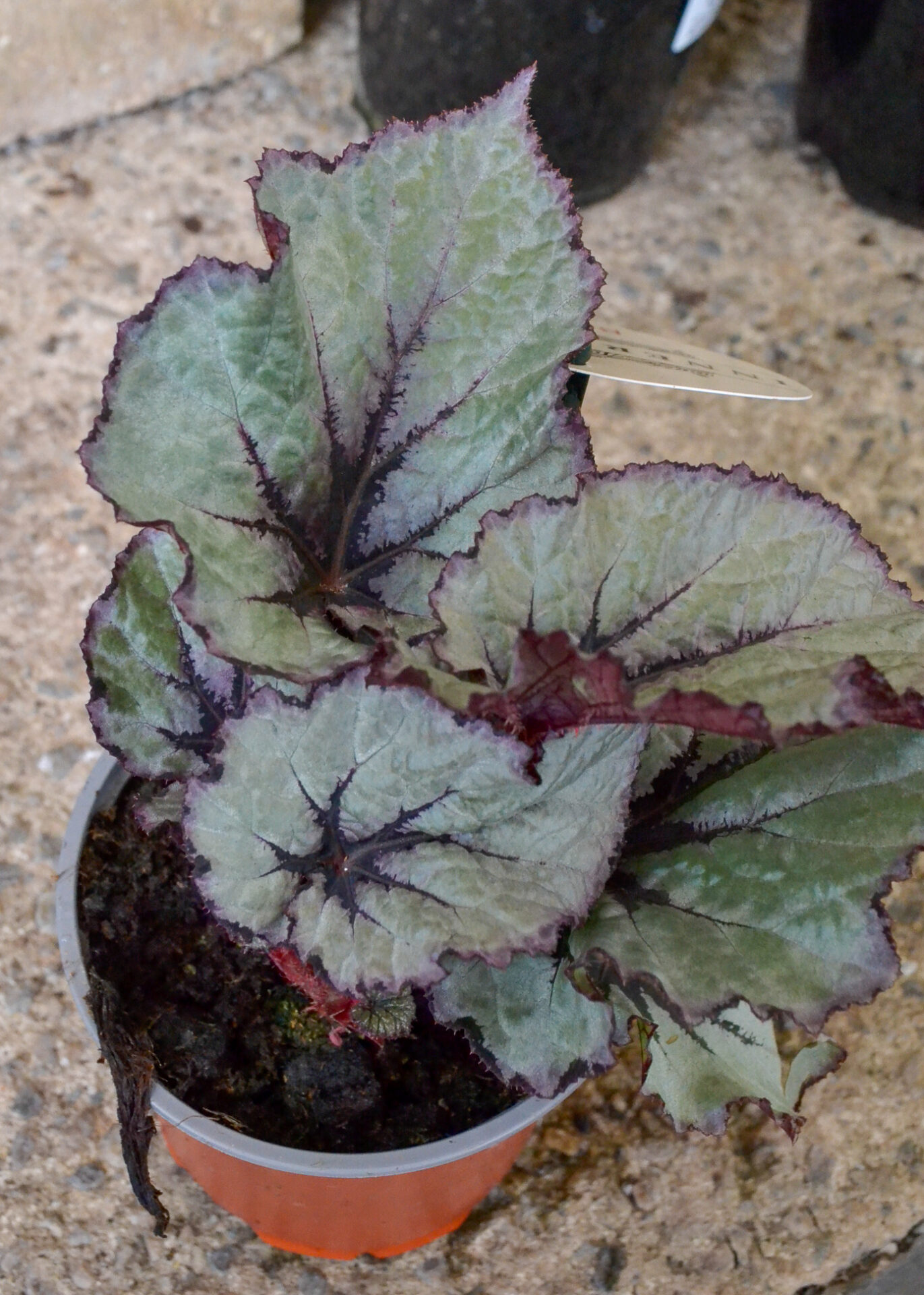Begonia rex - Nordic Glacier - Guildford Garden Centre