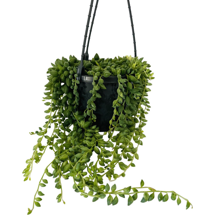 Senecio - String of Tears - Guildford Garden Centre