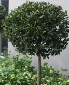 Ficus hillii - Flash - Standard - Guildford Garden Centre