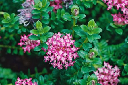 Pimelea - Bonnie Petite - Guildford Garden Centre